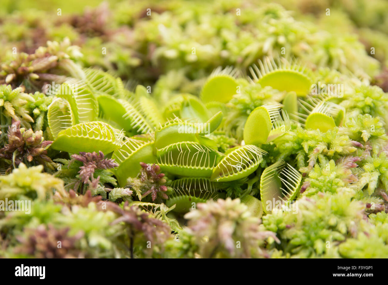 Venus flytrap Dionaea muscipula Stock Photo - Alamy