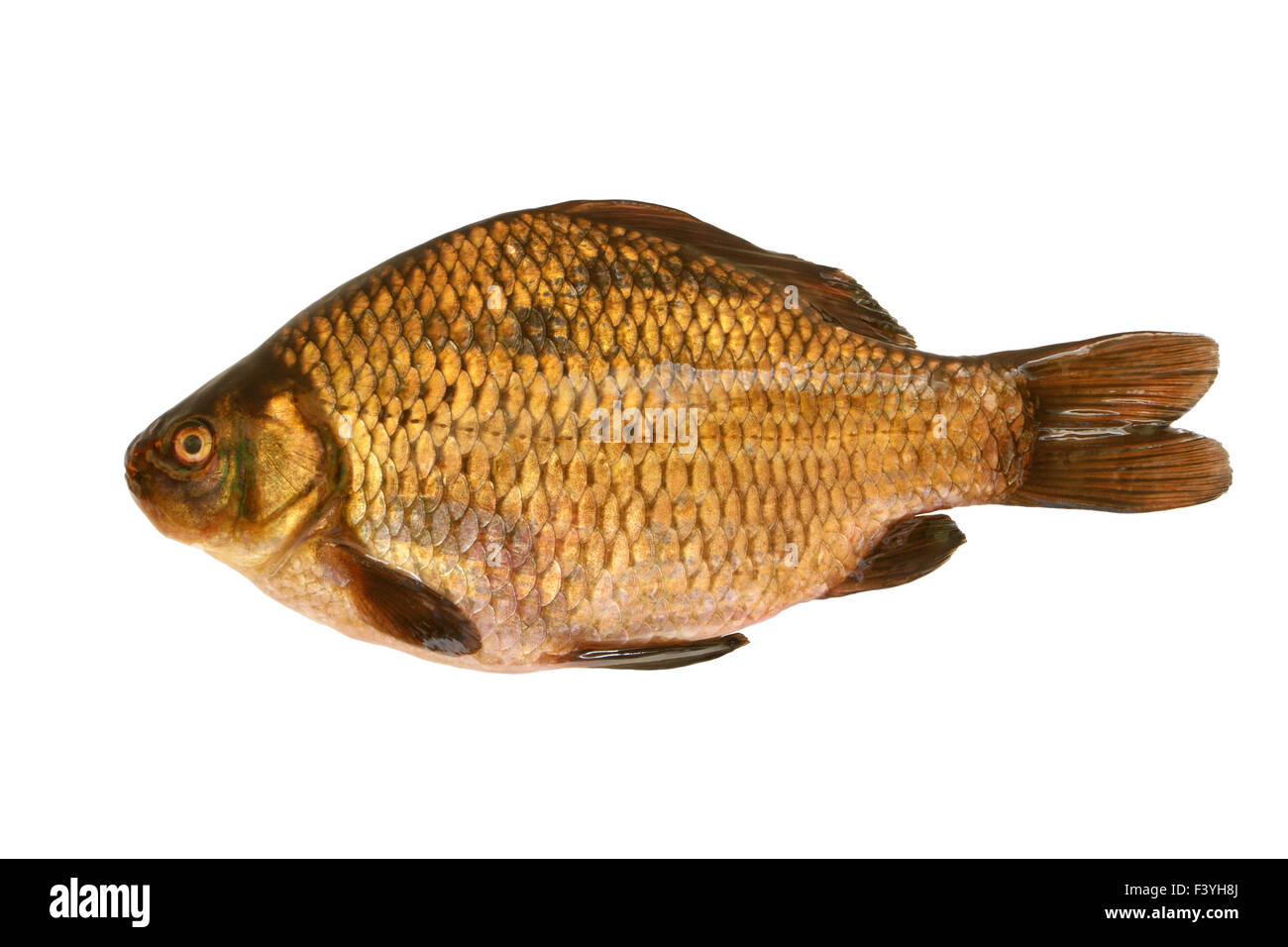 Golden crucian carp hi-res stock photography and images - Alamy