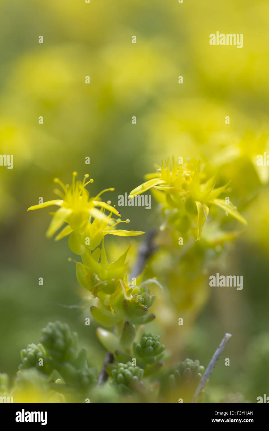 Stonecrop yellow hi-res stock photography and images - Alamy