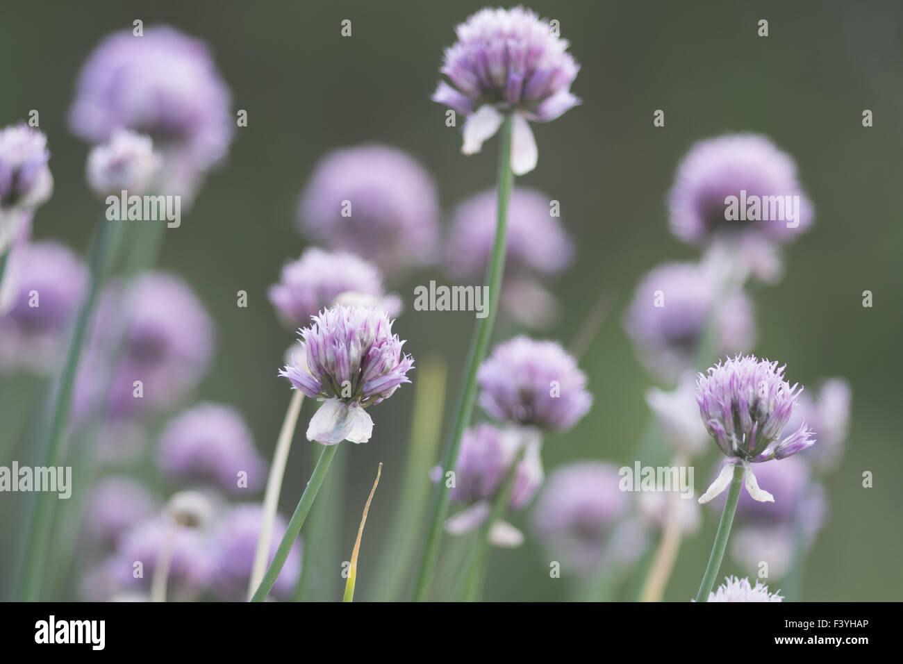 Perennial red clover hi-res stock photography and images - Alamy