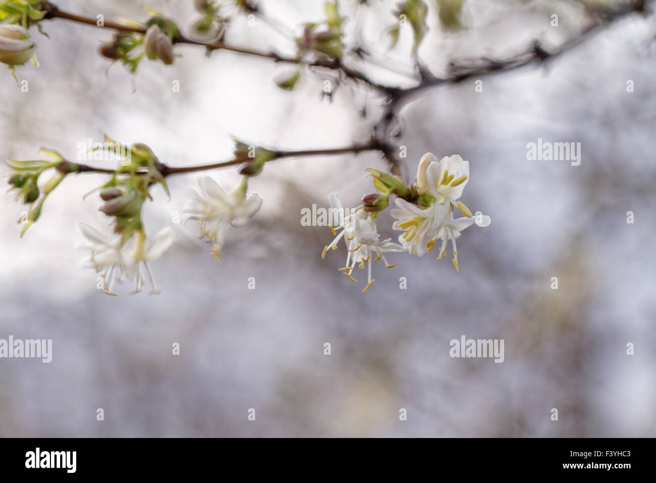 Photo of beautiful flowering tree in spring Stock Photo - Alamy