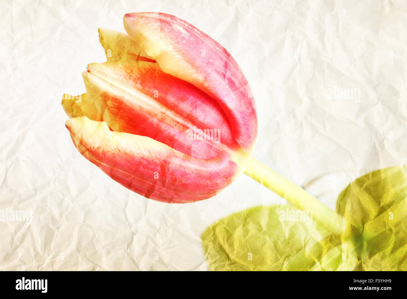 Stylized tulip design hi-res stock photography and images - Alamy
