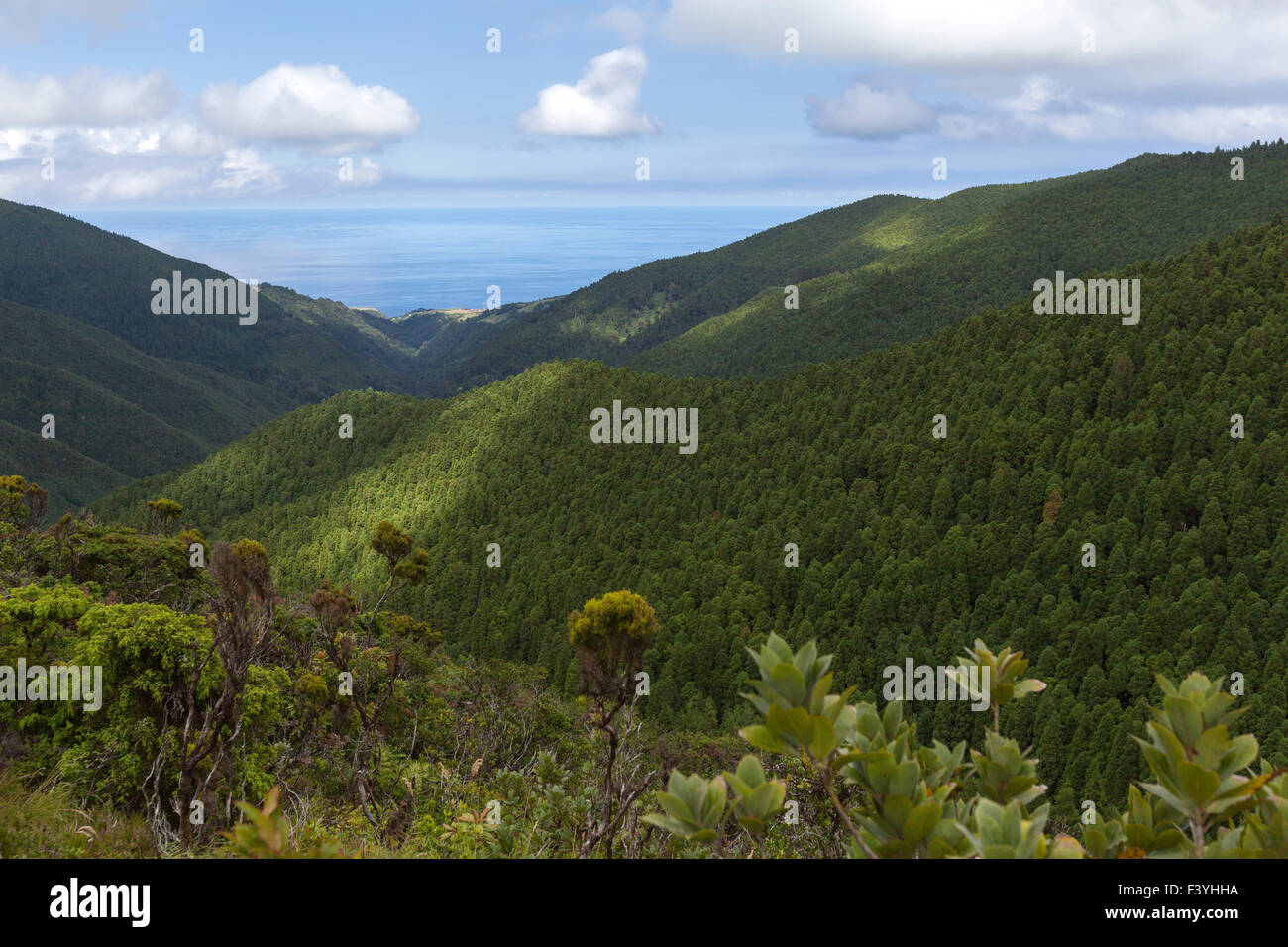 Dense forest in Sierra Troqueira, Sao Miguel, Azores Stock Photo - Alamy