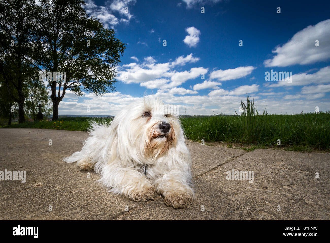 Grey havanese dog hi-res stock photography and images - Alamy