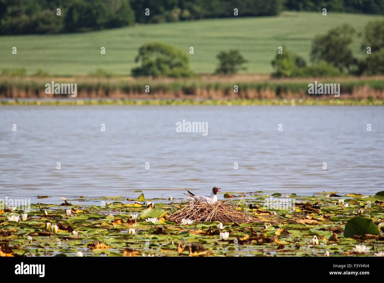 Brooding water hi-res stock photography and images - Alamy