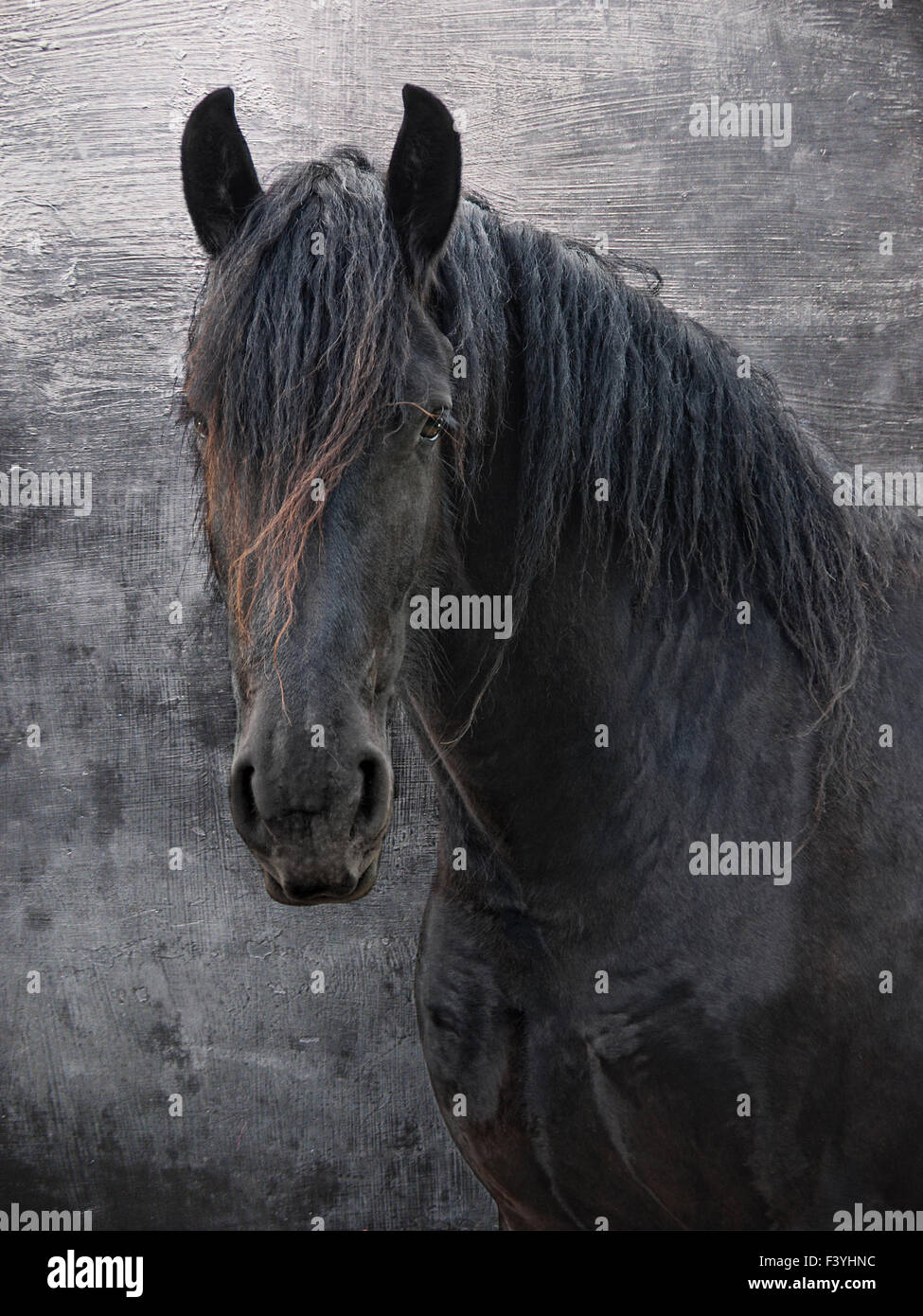 Frisian hi-res stock photography and images - Alamy