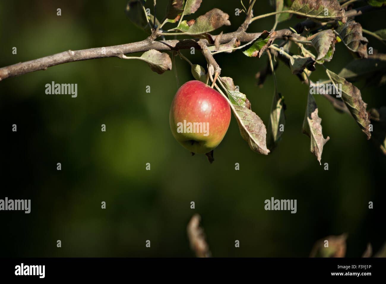 Apple p hi-res stock photography and images - Alamy