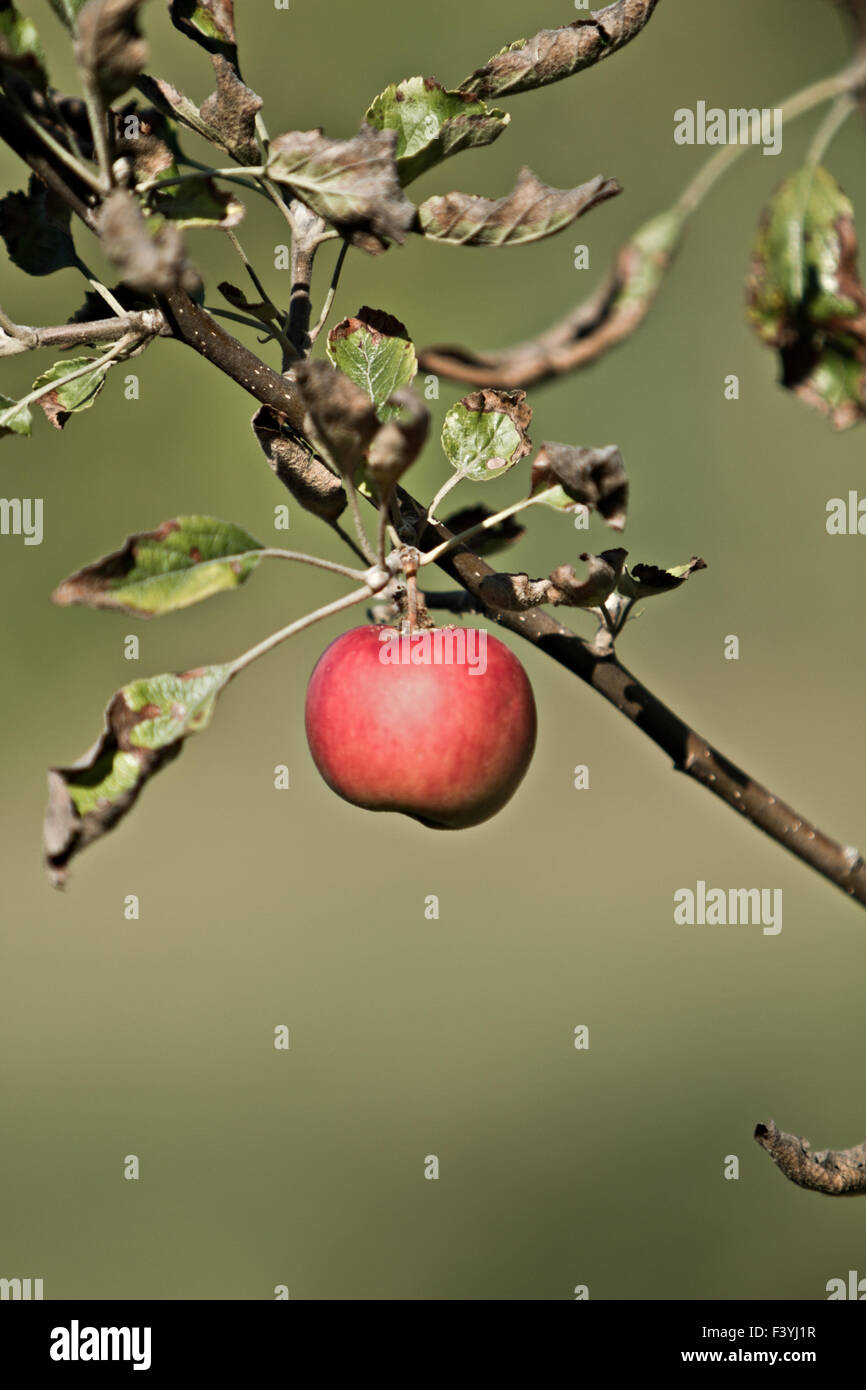 Apple at branch hi-res stock photography and images - Alamy