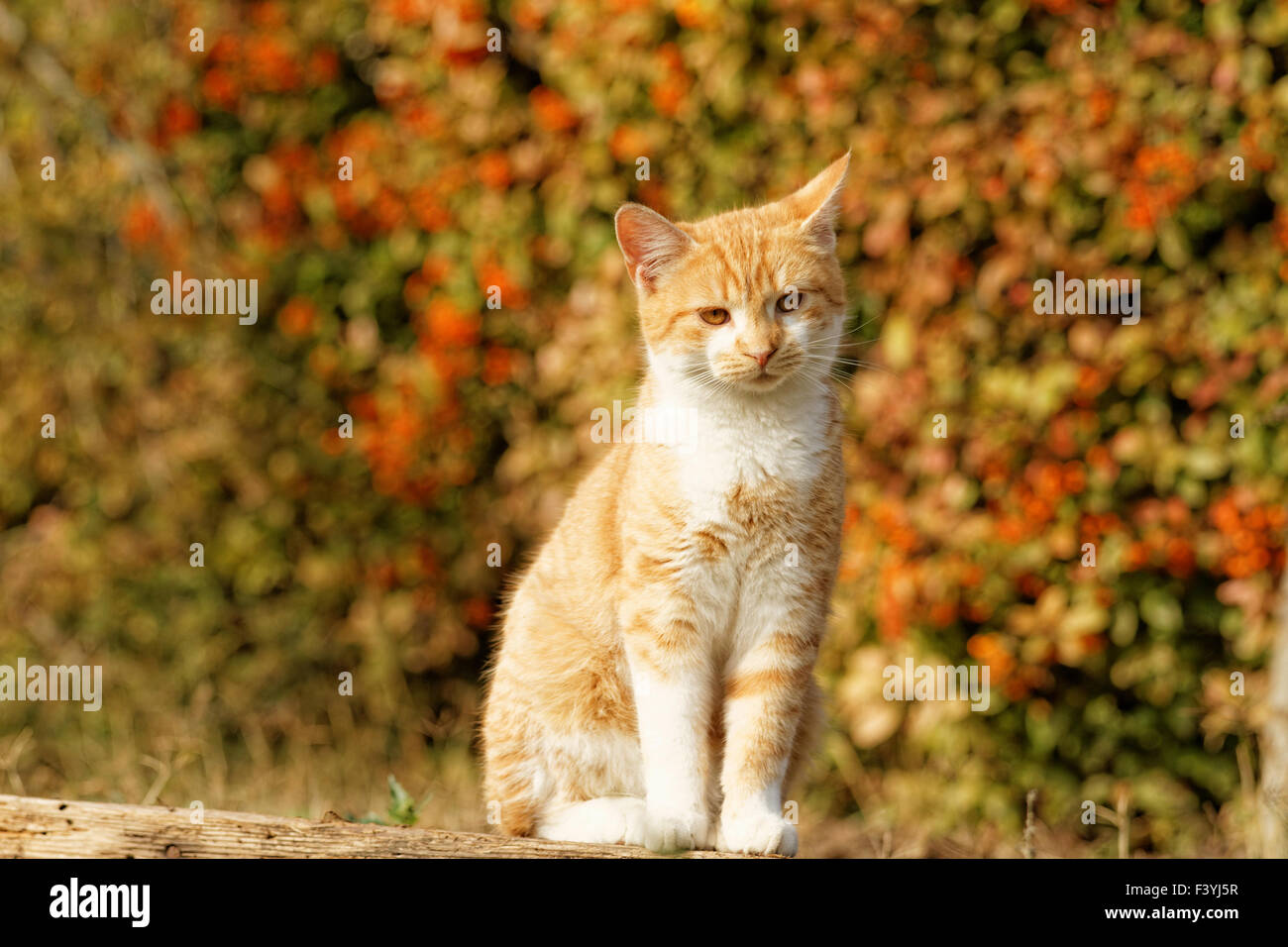 Photo of an elegant and proud cat Stock Photo - Alamy