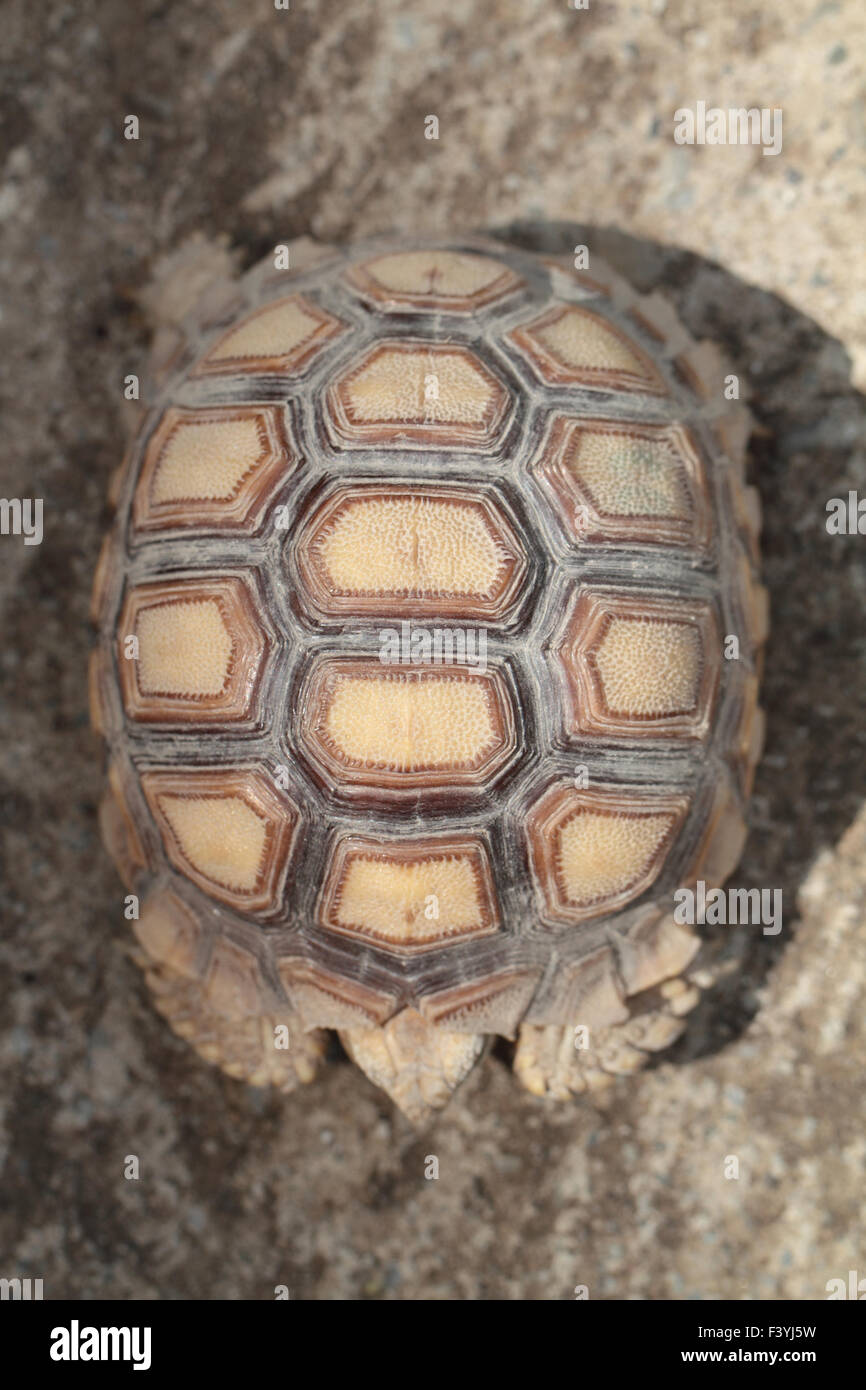 Close up photo of a brown tortoiseshell Stock Photo - Alamy