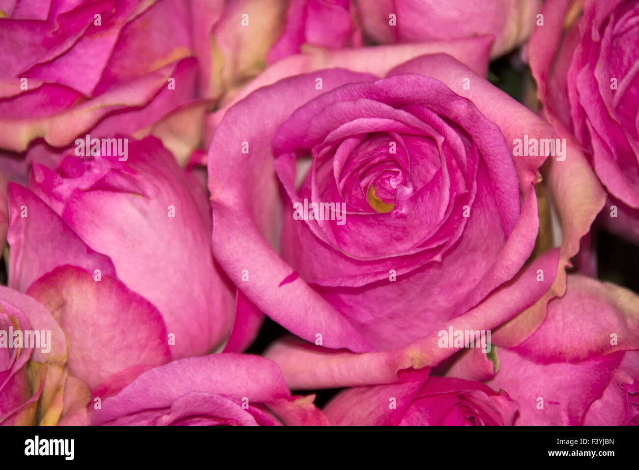 Breeding roses hi-res stock photography and images - Alamy