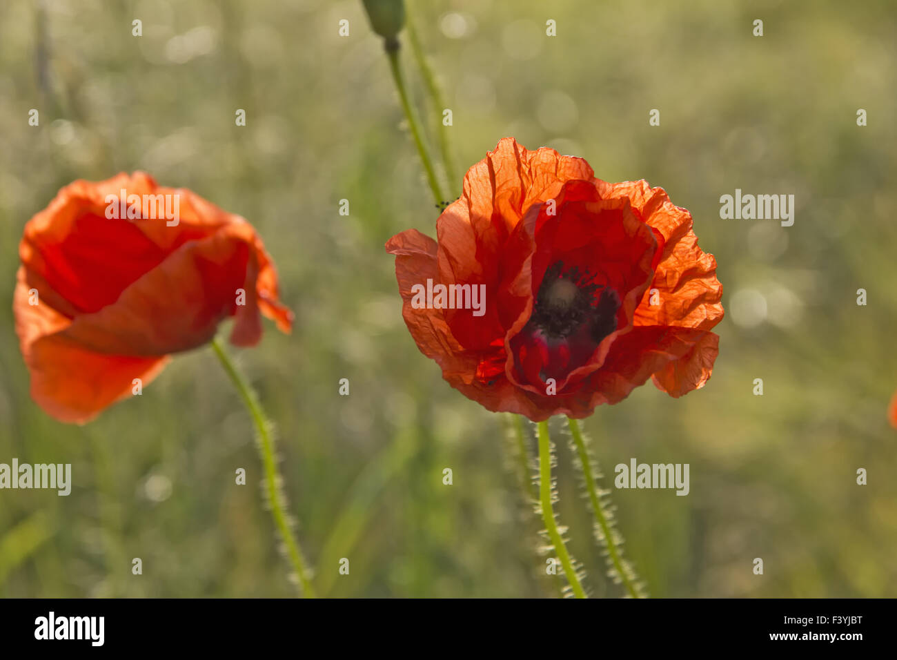Bio mohn hi-res stock photography and images - Alamy