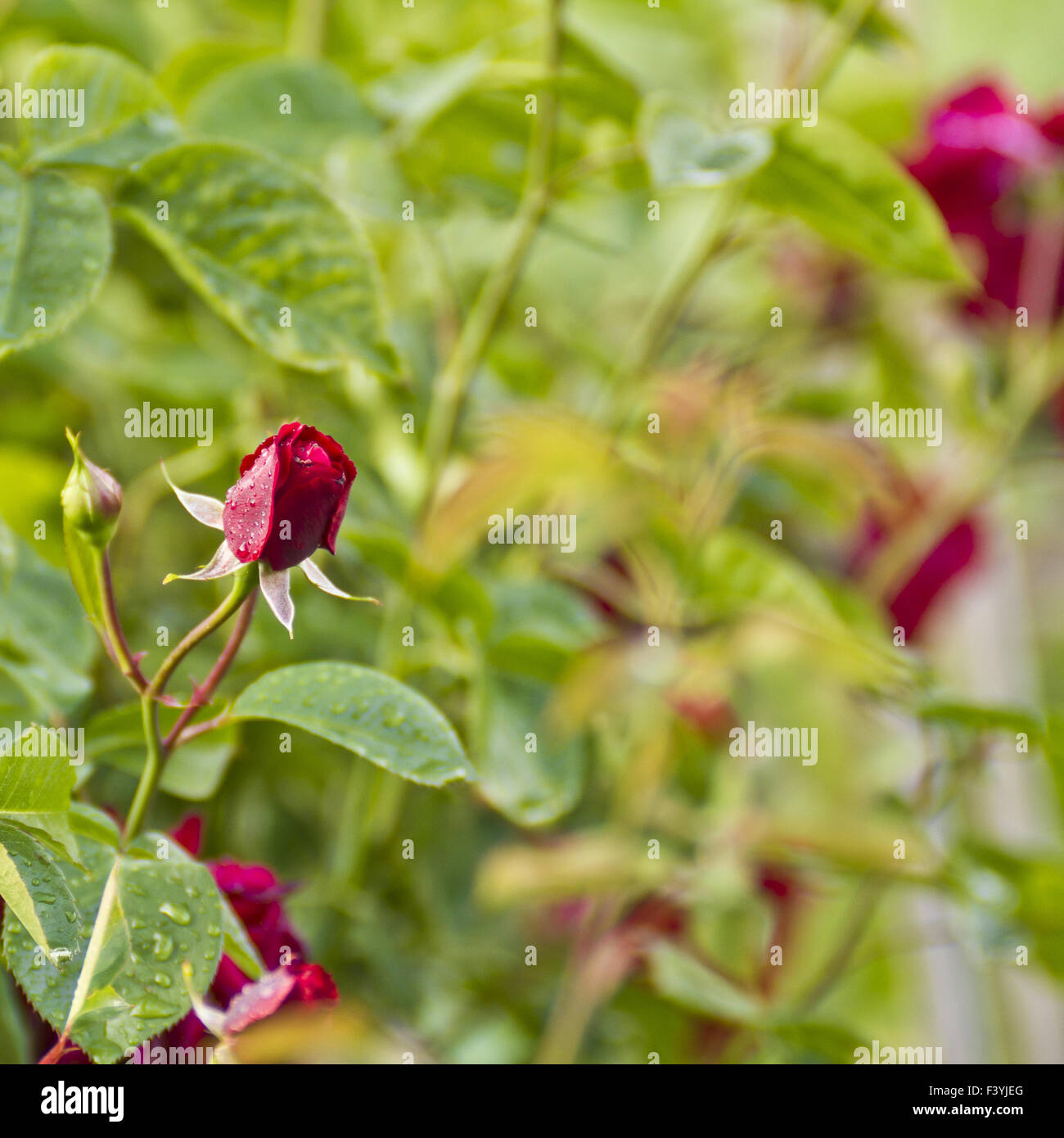 Stock Of Roses High Resolution Stock Photography and Images - Alamy