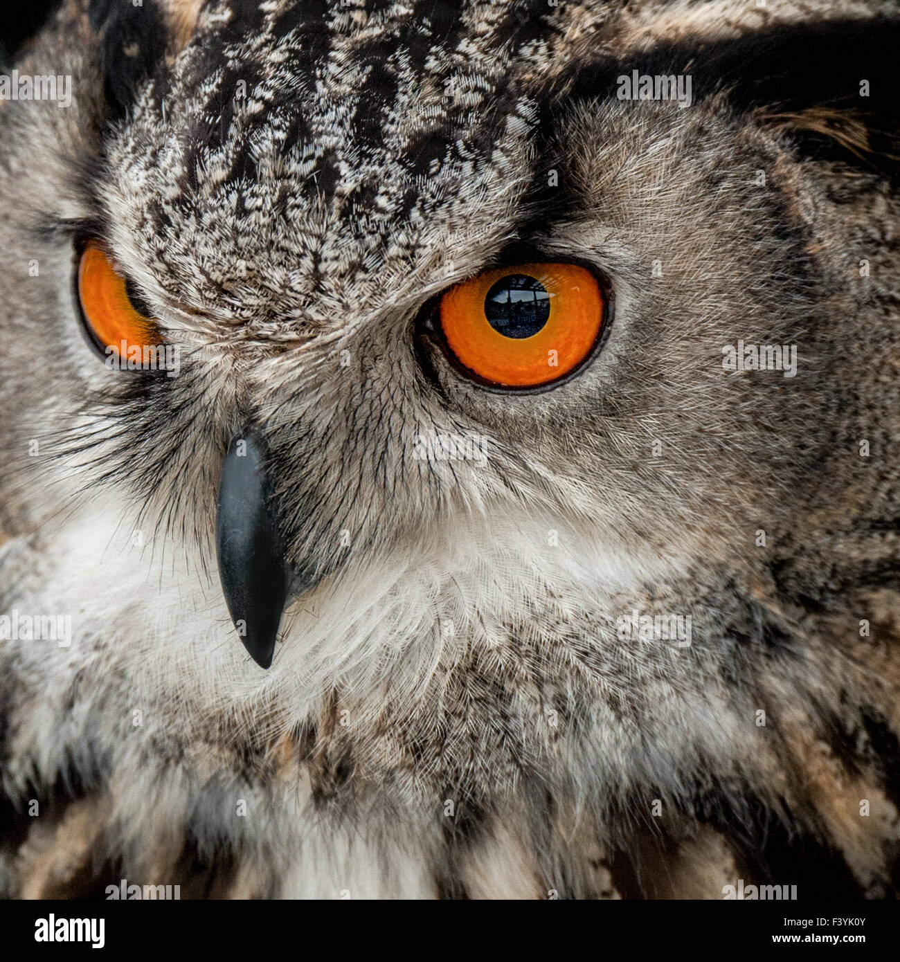 Whoo hi-res stock photography and images - Alamy