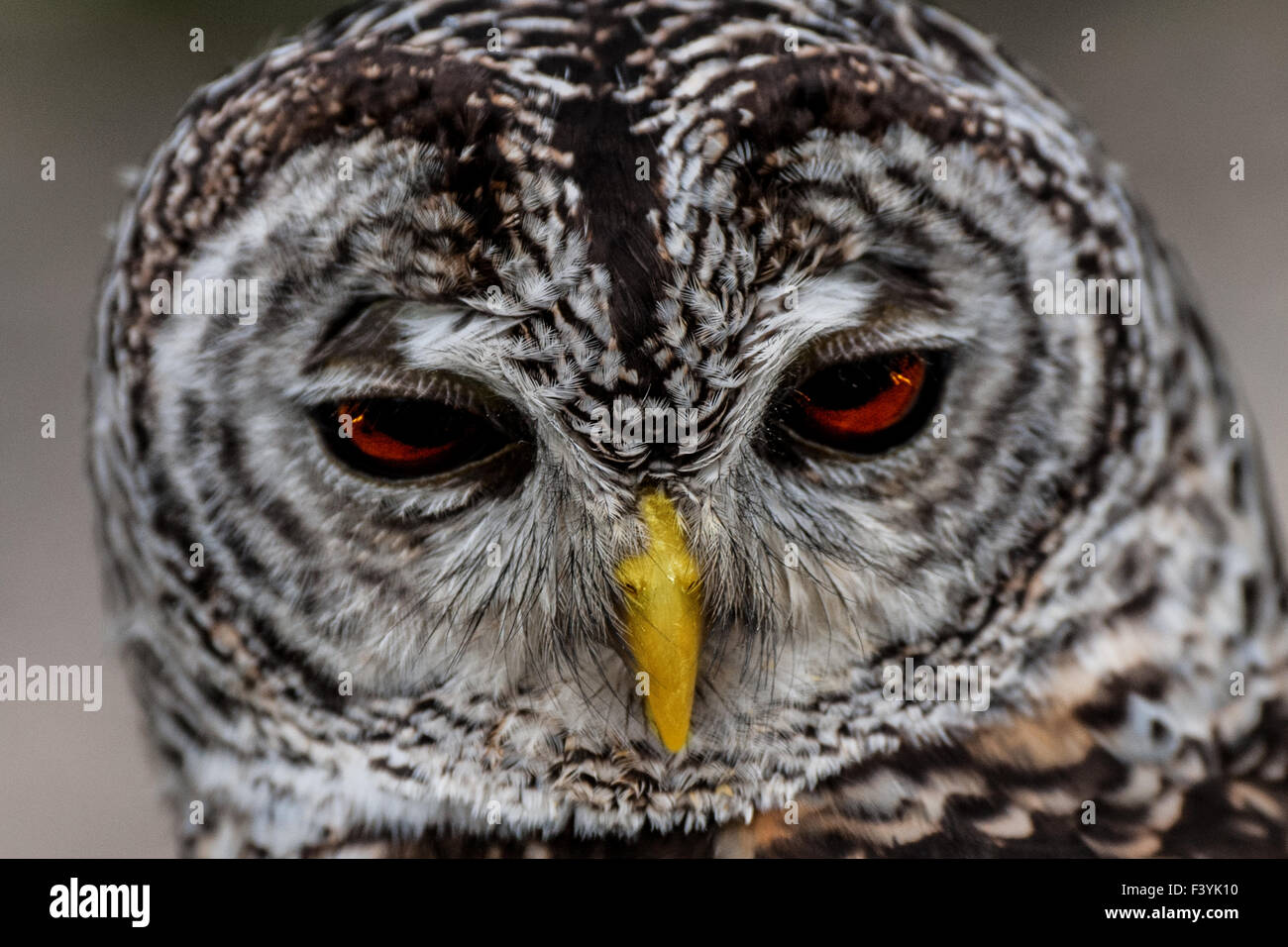 Owl organ hi-res stock photography and images - Alamy