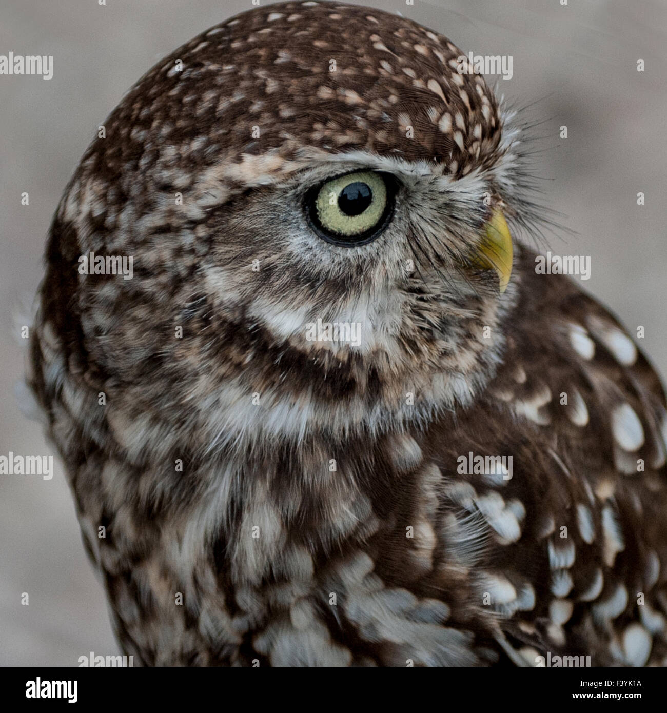 Owl organ hi-res stock photography and images - Alamy