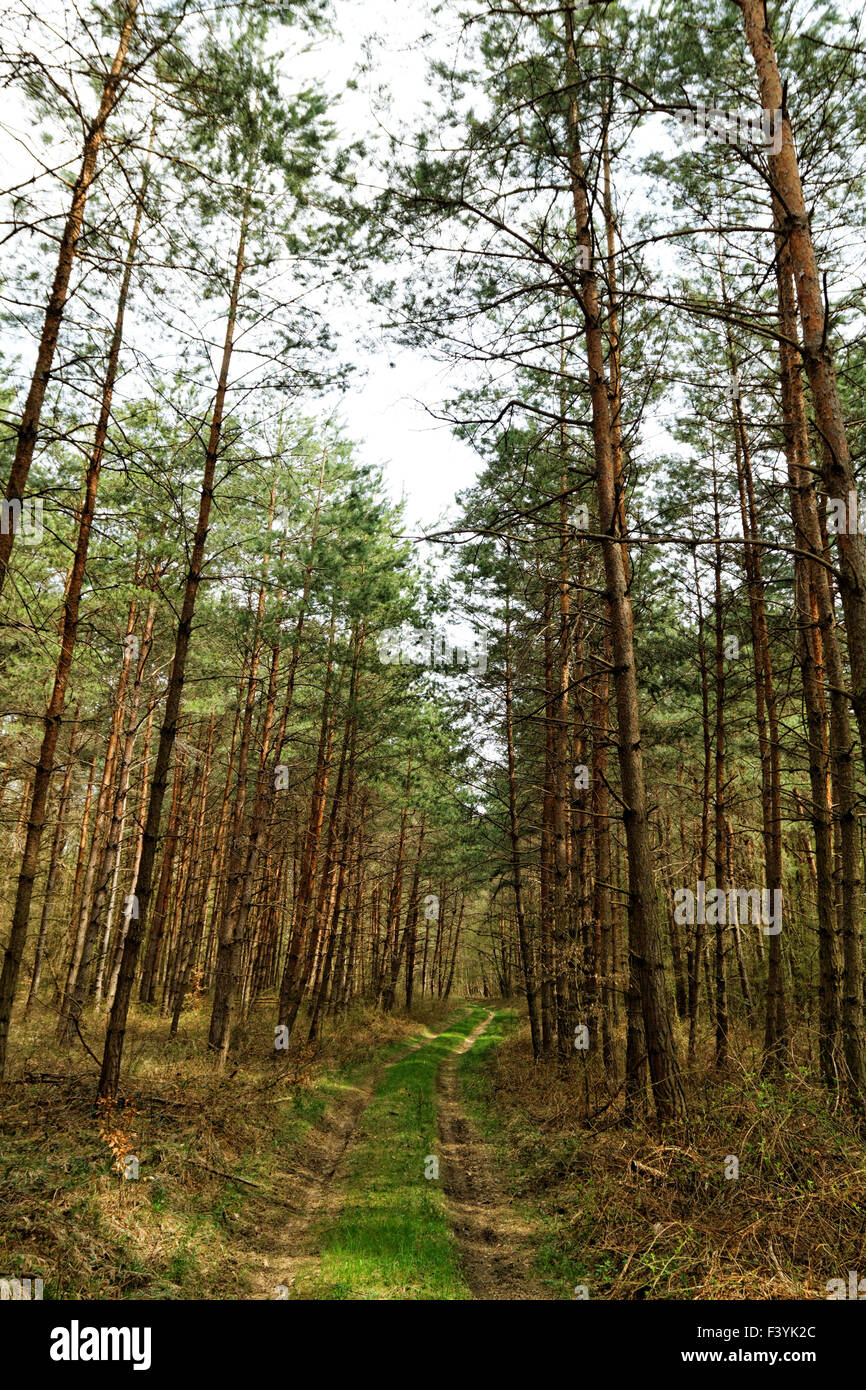Photo of a big forest in Hungary Stock Photo - Alamy