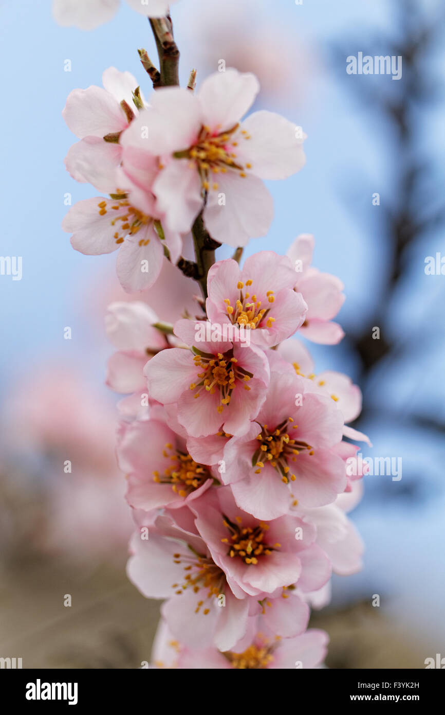Photo of beautiful flowering tree in spring Stock Photo - Alamy
