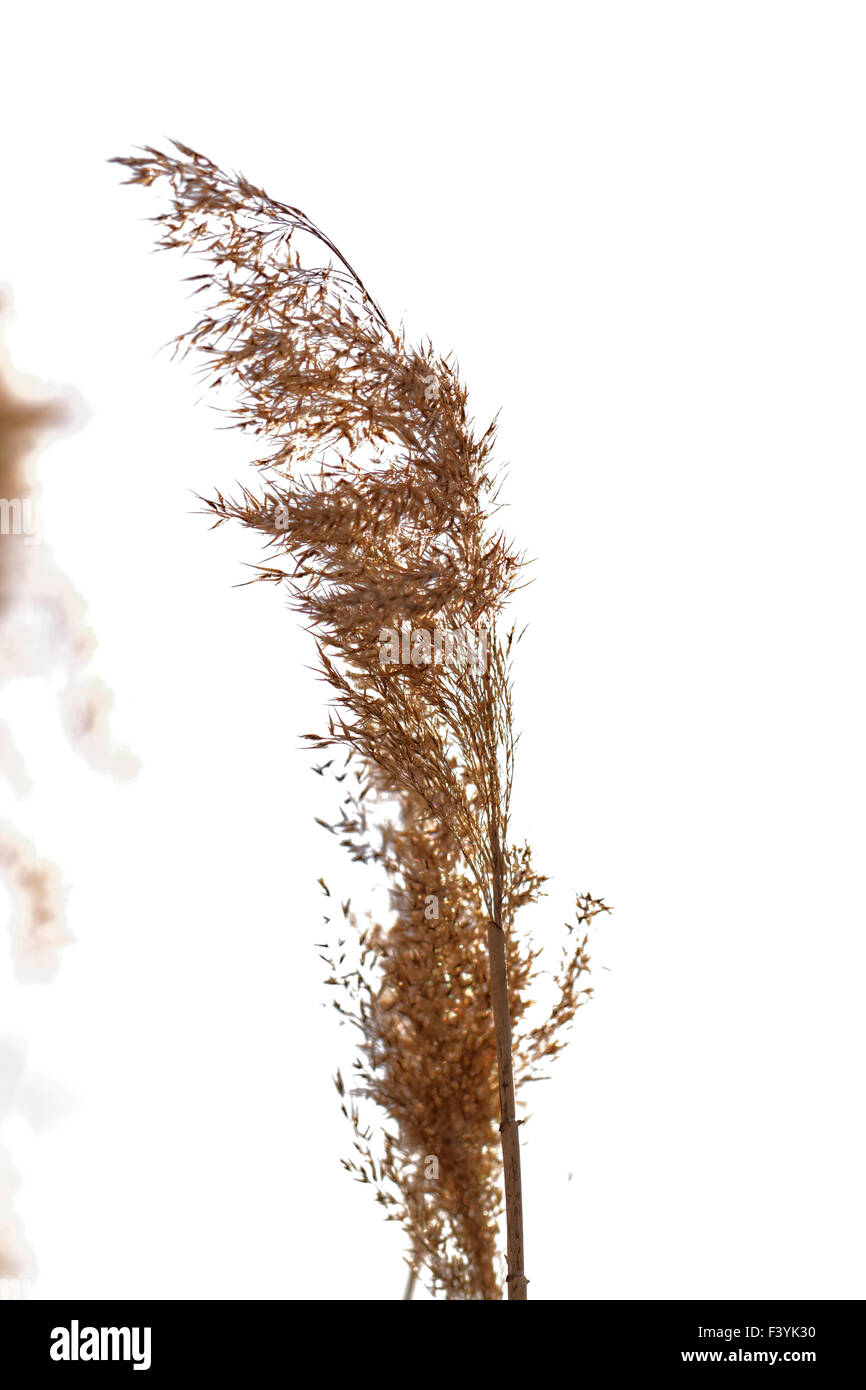 Gold grass hi-res stock photography and images - Alamy