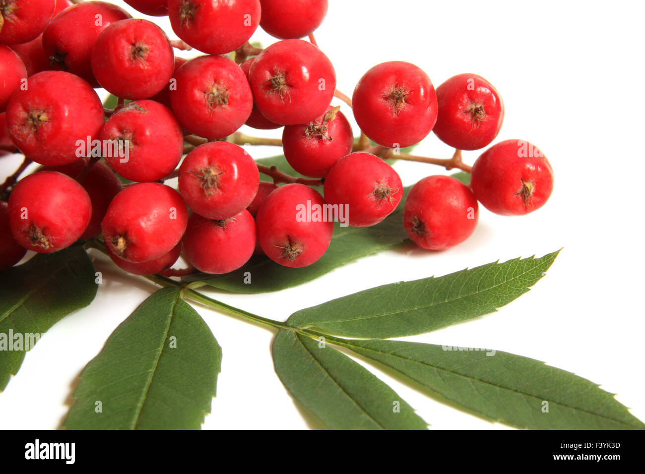 Organic plant berry ashberry hi-res stock photography and images - Alamy