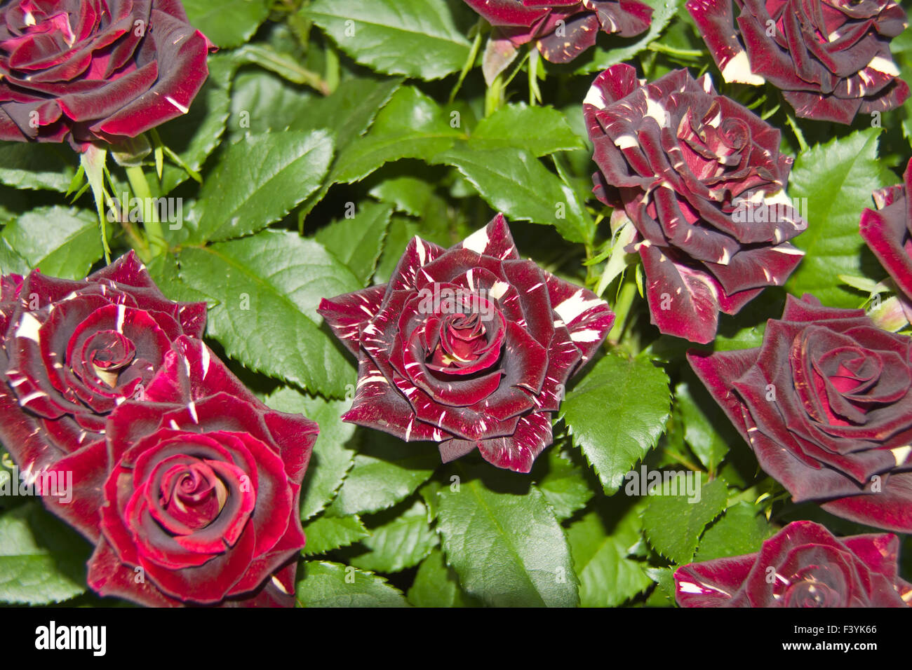 Rose Breeding Stock Photos & Rose Breeding Stock Images - Alamy