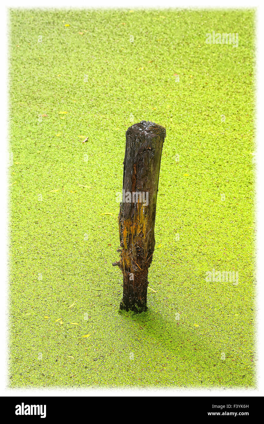 Timber pile hi-res stock photography and images - Alamy