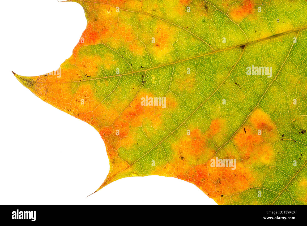 Detailed leaf texture hi-res stock photography and images - Alamy