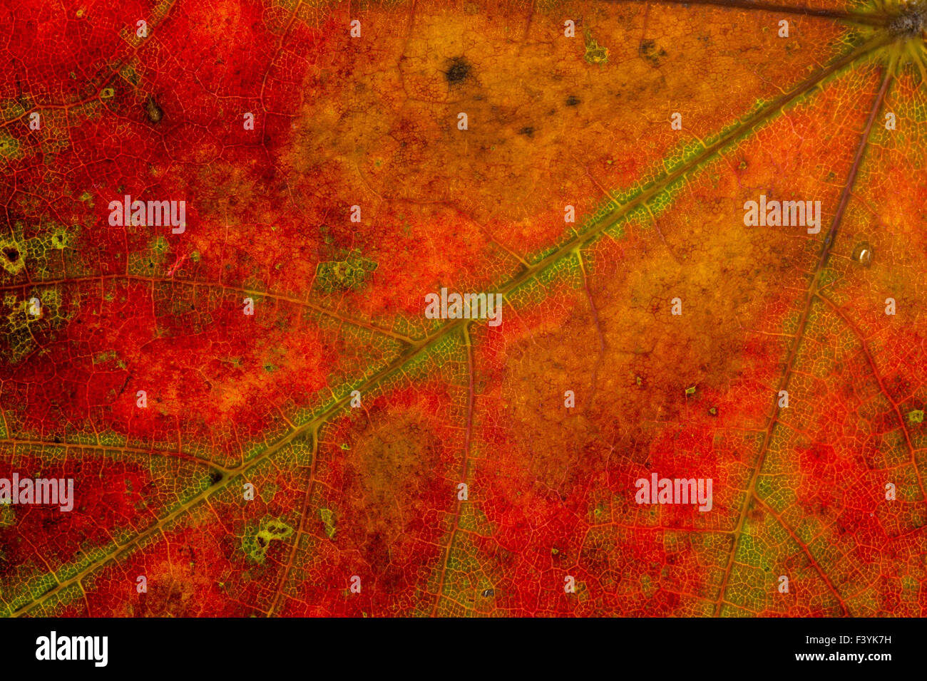 Detailed leaf texture hi-res stock photography and images - Alamy