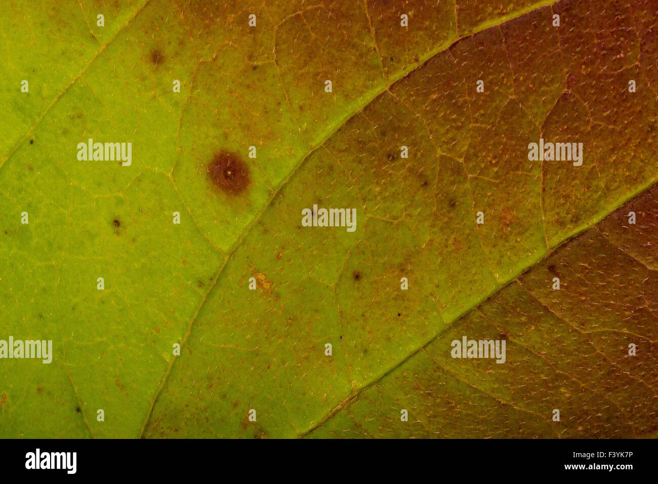 Detailed leaf texture hi-res stock photography and images - Alamy