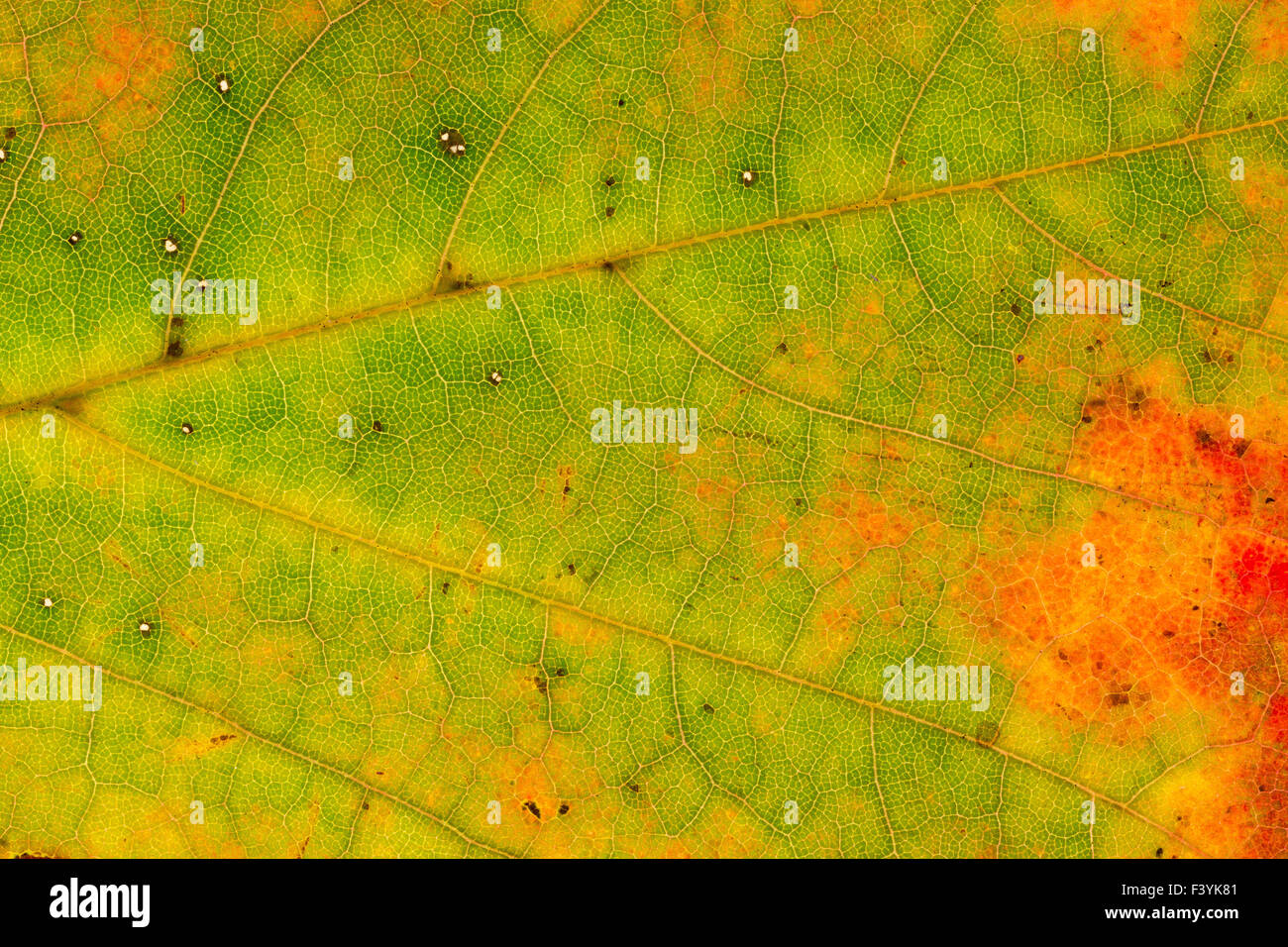 Detailed leaf texture hi-res stock photography and images - Alamy