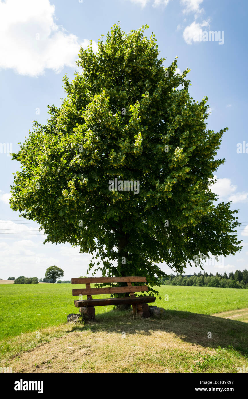 Wooden bench against a tree Stock Photo - Alamy