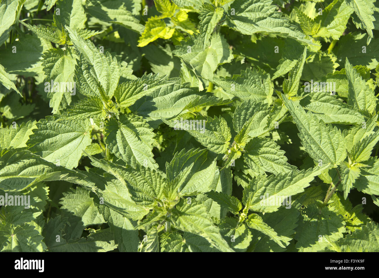 Nettle family urticaceae hi-res stock photography and images - Alamy