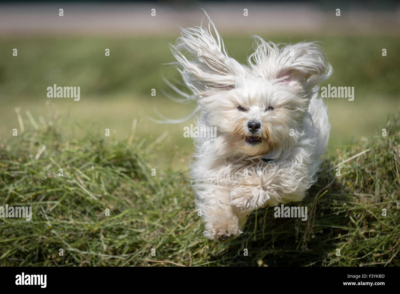 Flying across the hay Stock Photo - Alamy