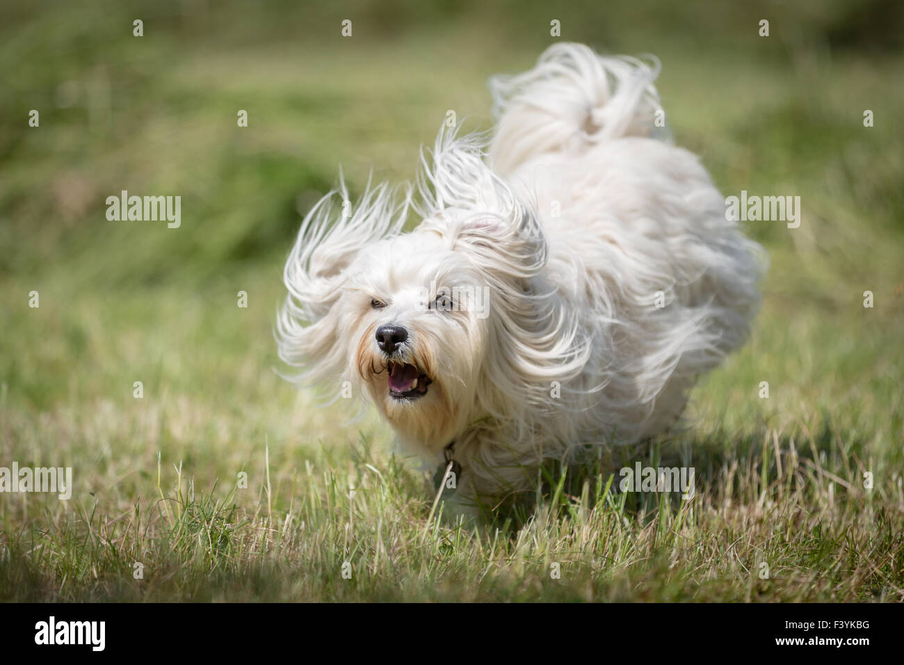 Fell for the ball hi-res stock photography and images - Alamy