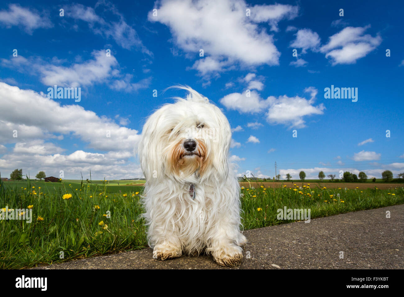 Countryside dog hi-res stock photography and images - Alamy
