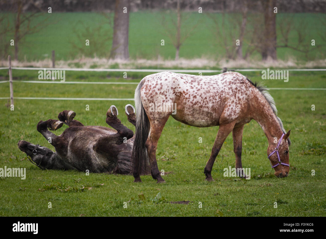 Happy horse hi-res stock photography and images - Alamy