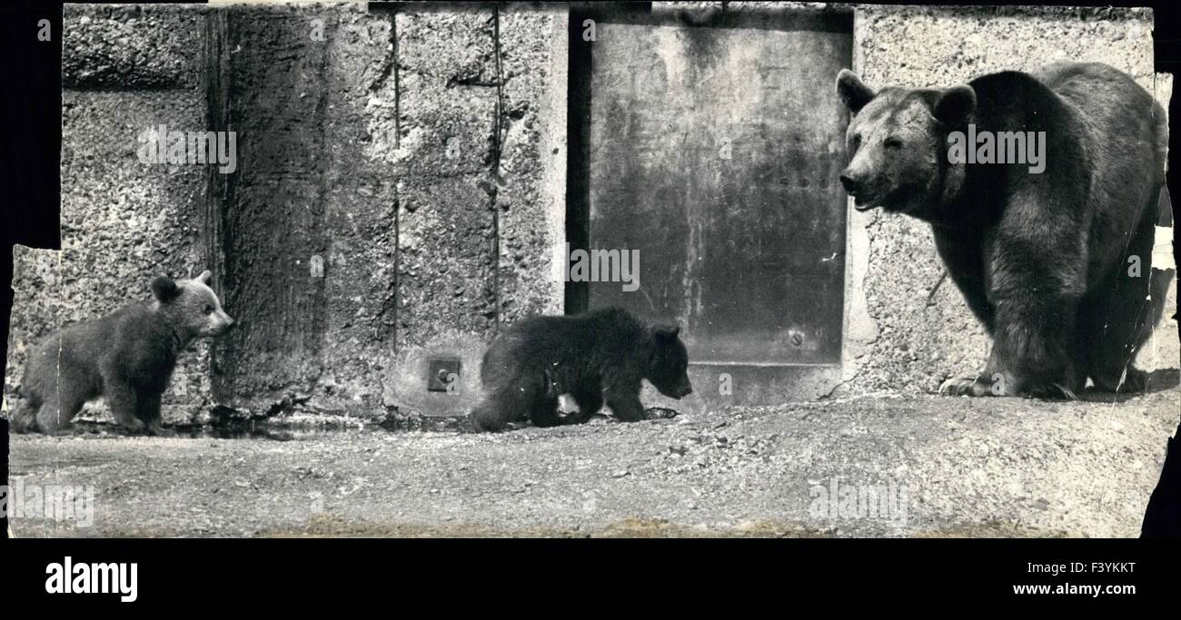 Feb. 24, 1962 - Bears and cubs vub bear grizzly © Keystone Pictures USA ...
