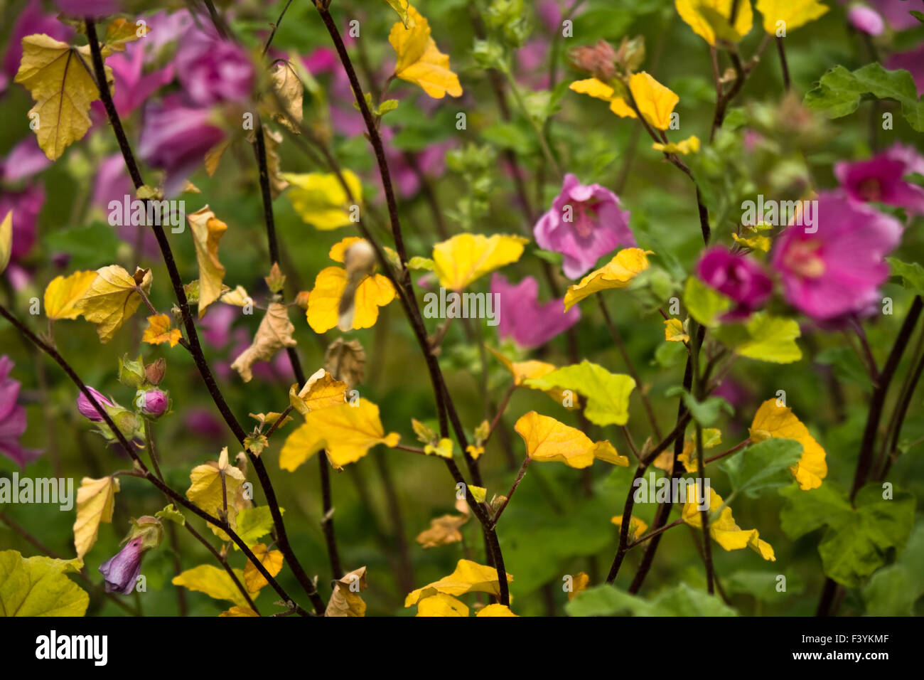 Welken blatt hi-res stock photography and images - Alamy