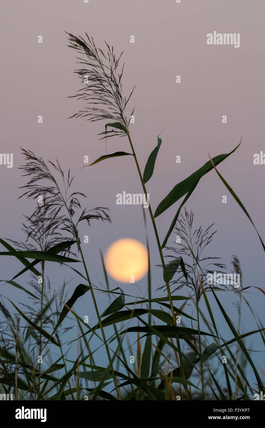 Full moon rises over the reeds Stock Photo - Alamy