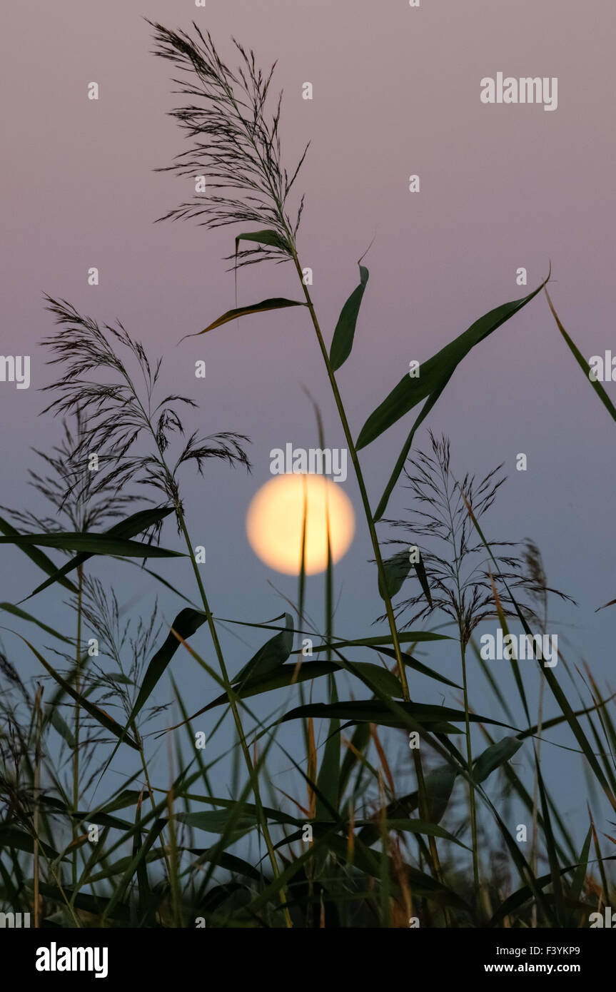 Full moon at night hi-res stock photography and images - Alamy