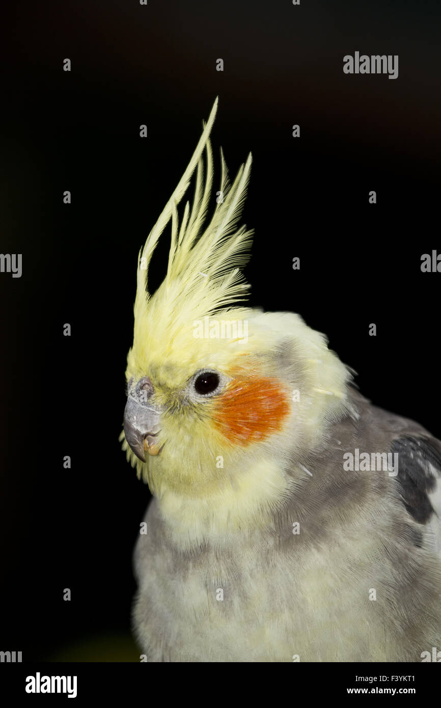 White Female Cockatiel