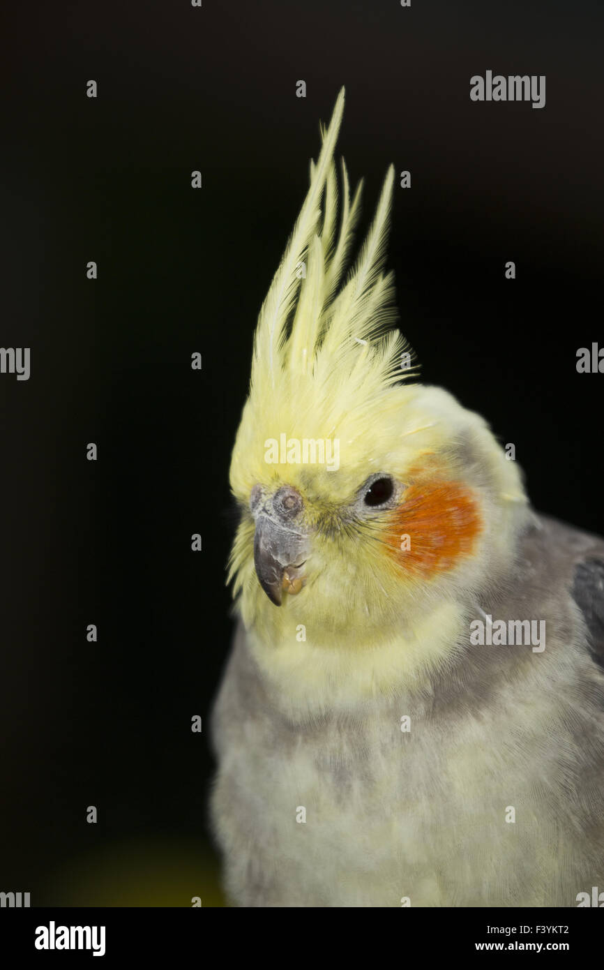 Female cockatiel hi-res stock photography and images - Alamy