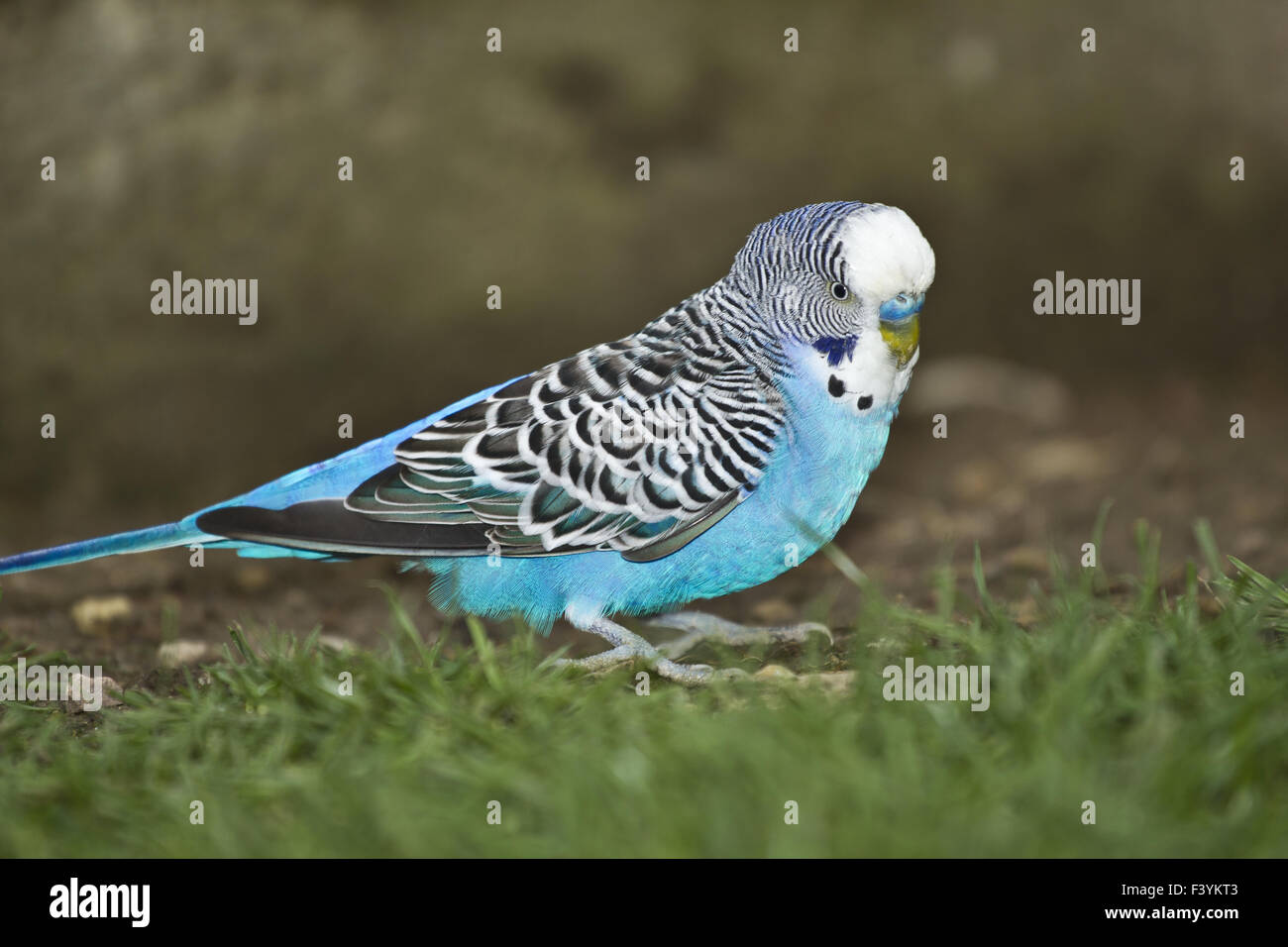 Budgie flying hi-res stock photography and images - Alamy