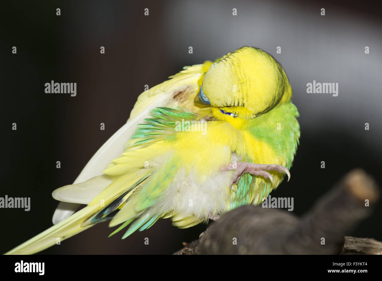 Budgie flying hi-res stock photography and images - Alamy