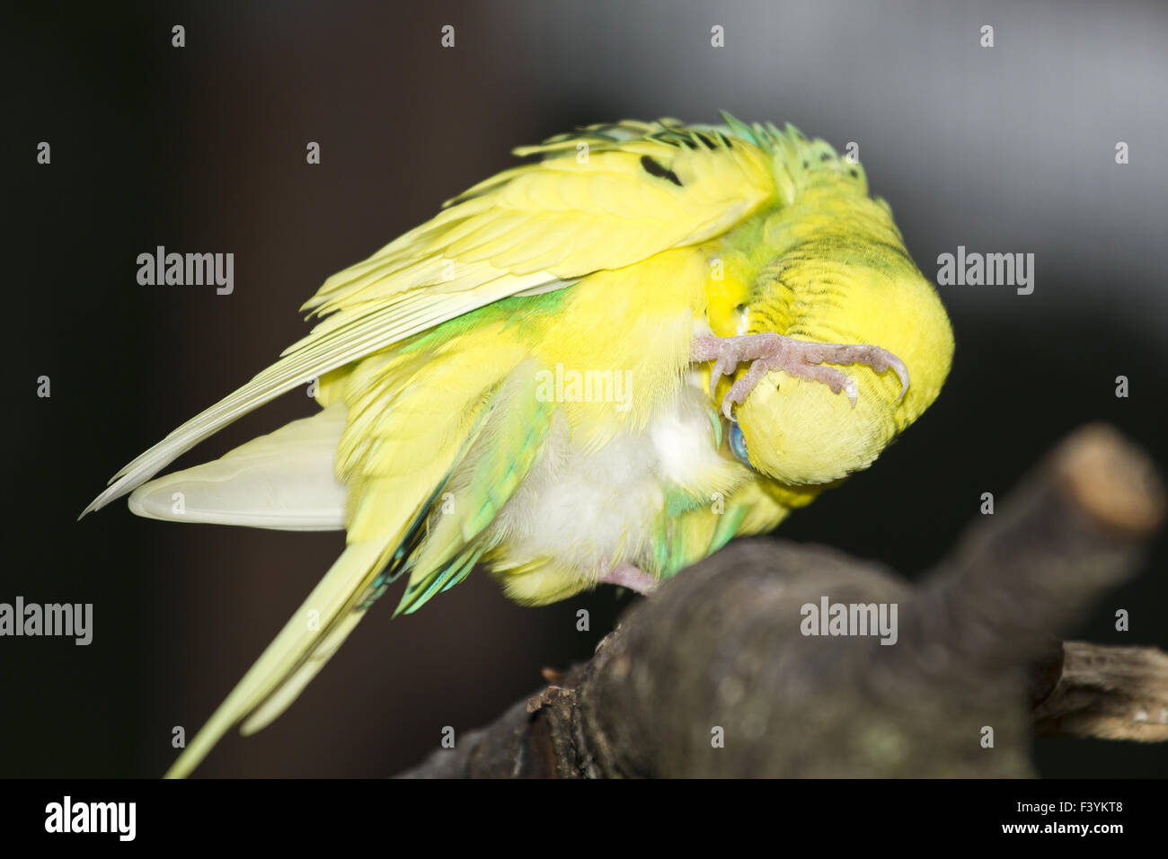 Budgie Flying High Resolution Stock Photography and Images - Alamy