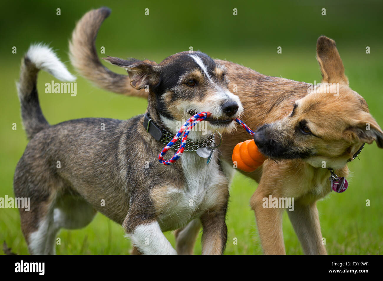 Common game hi-res stock photography and images - Alamy