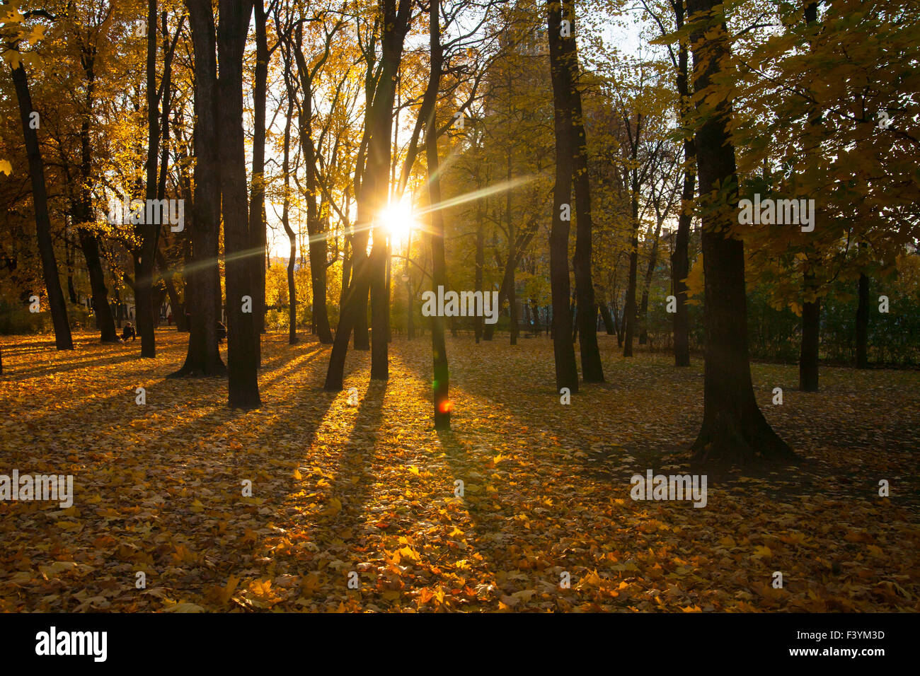 Beautiful forest in morning hi-res stock photography and images - Alamy