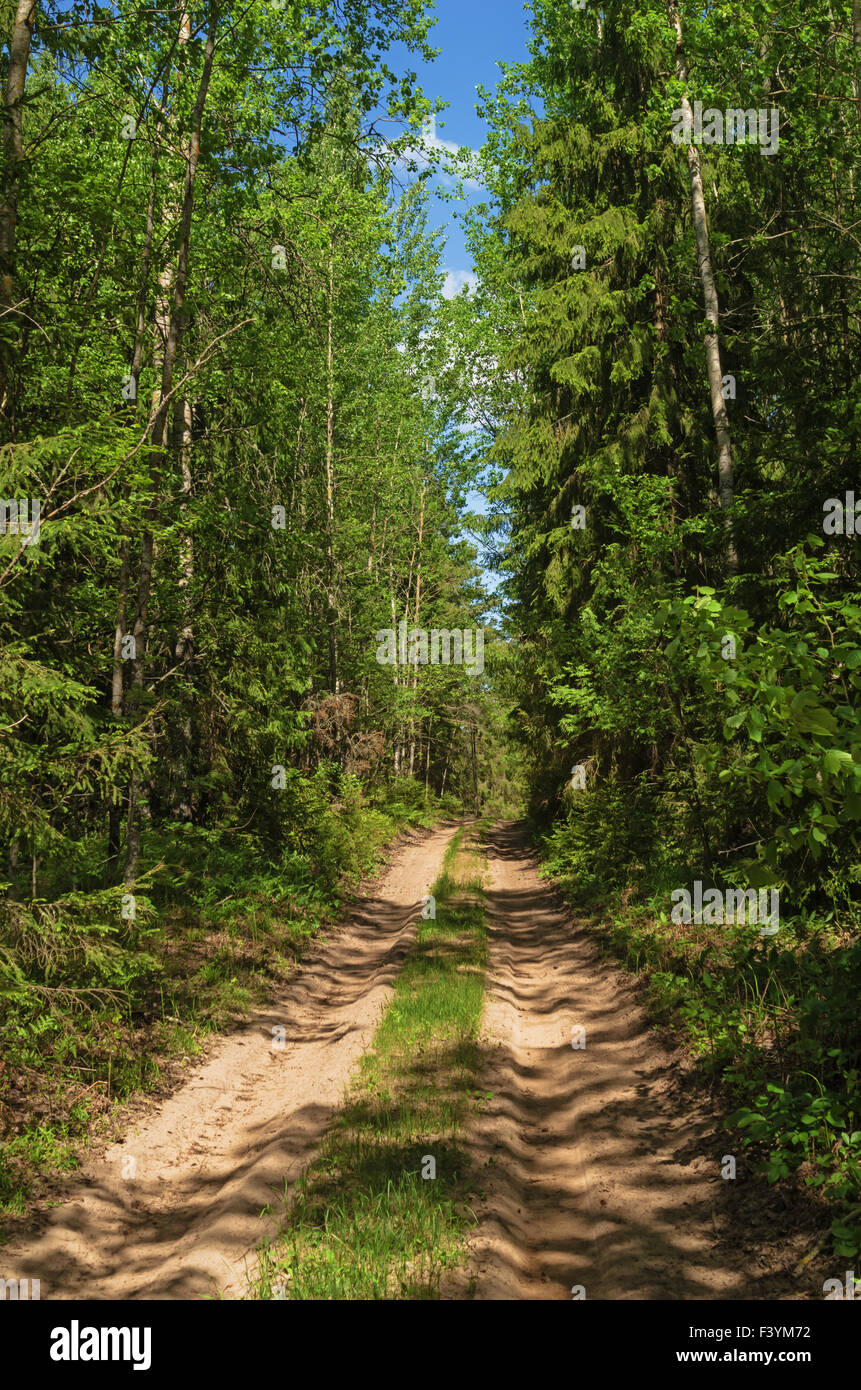 Summer forest road Stock Photo - Alamy