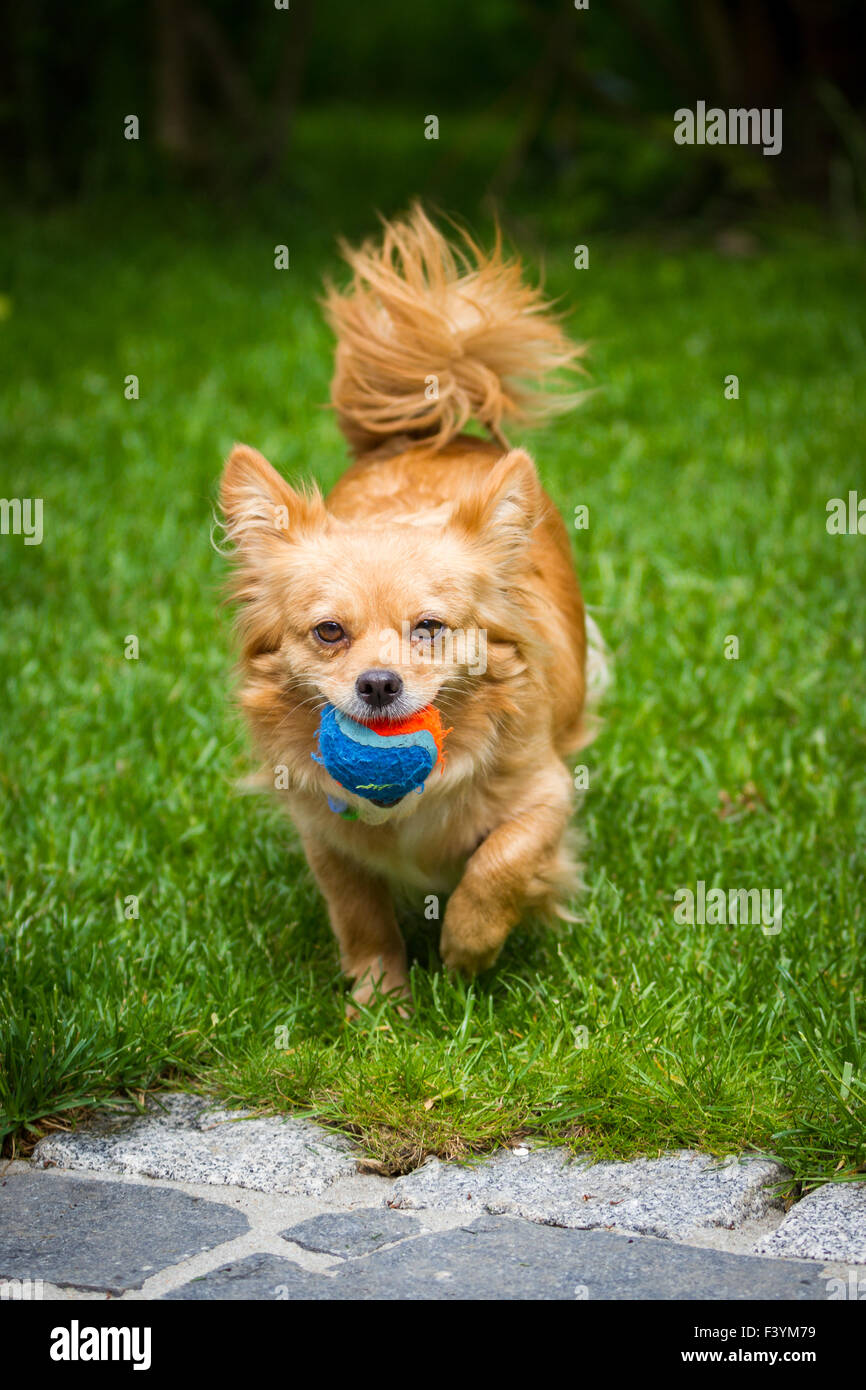 Small Dog with ball Stock Photo - Alamy