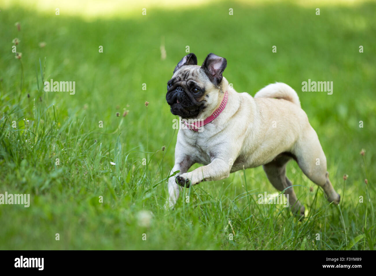 Fortunately hi-res stock photography and images - Alamy